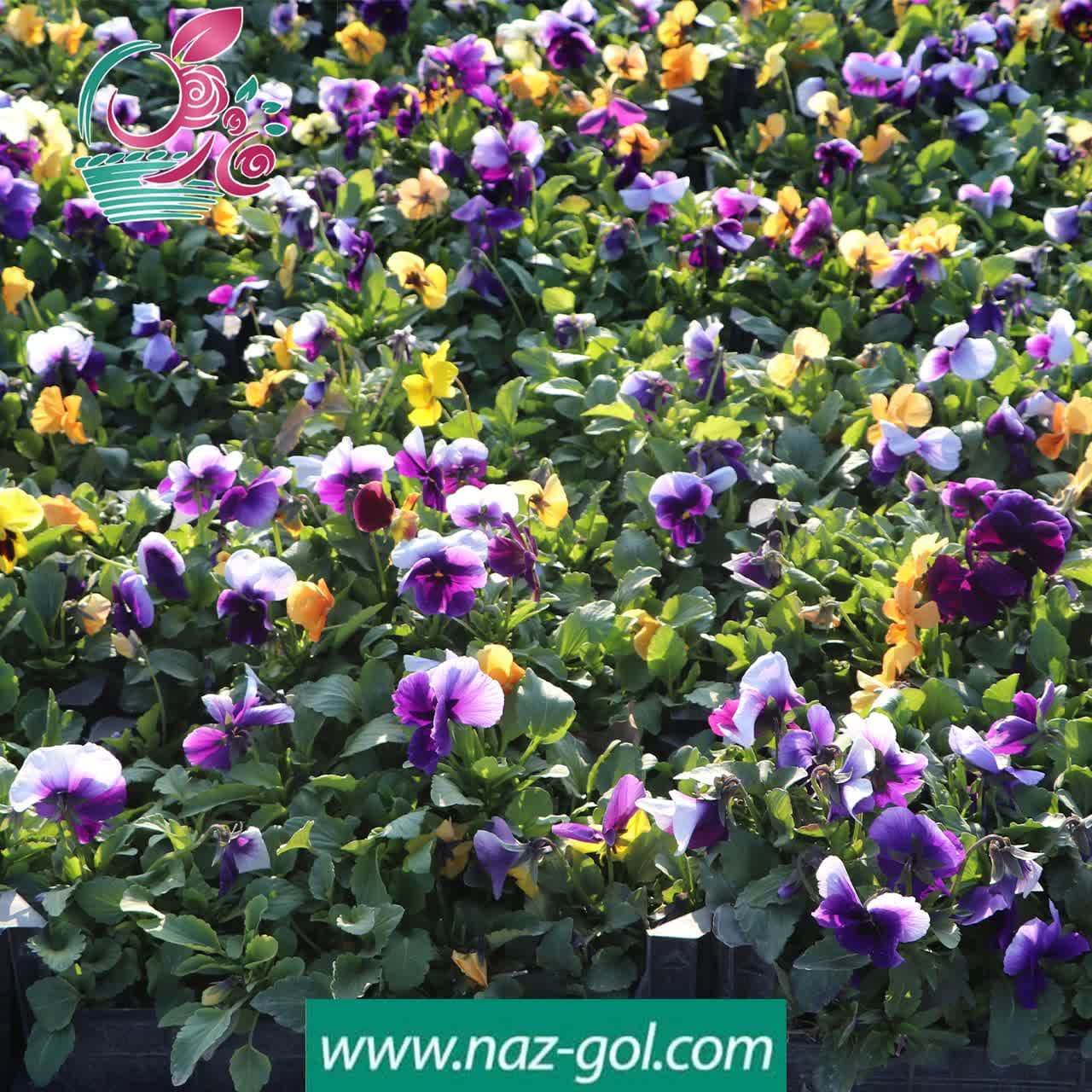 مجموعه گل و گیاه نازگل – فروش تکی گل آپارتمانی، باغچه ای و فصلی